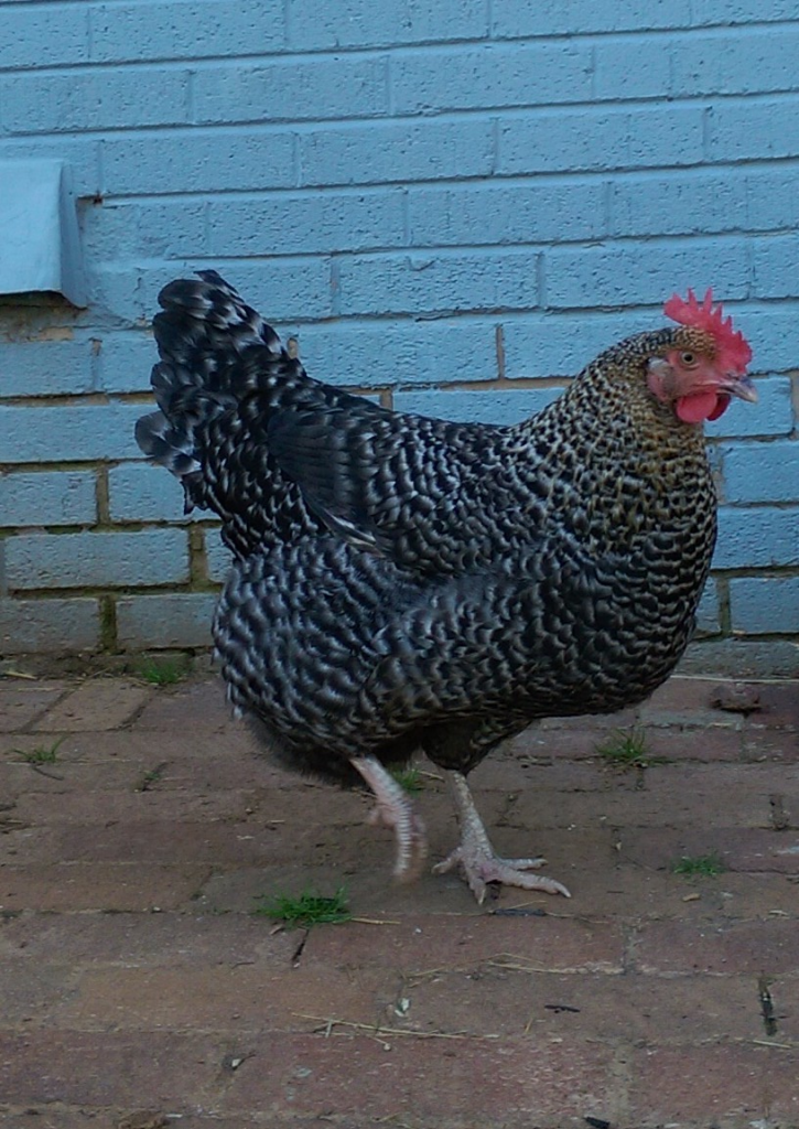 Good of the Last Few Weeks - An Equestrian Life