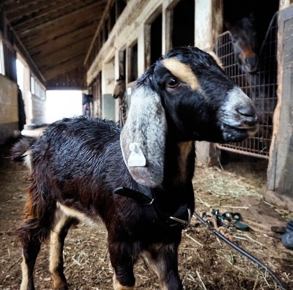 We Are Getting a Goat - An Equestrian Life