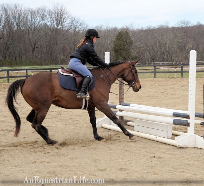 Handing Over the Reins - An Equestrian Life