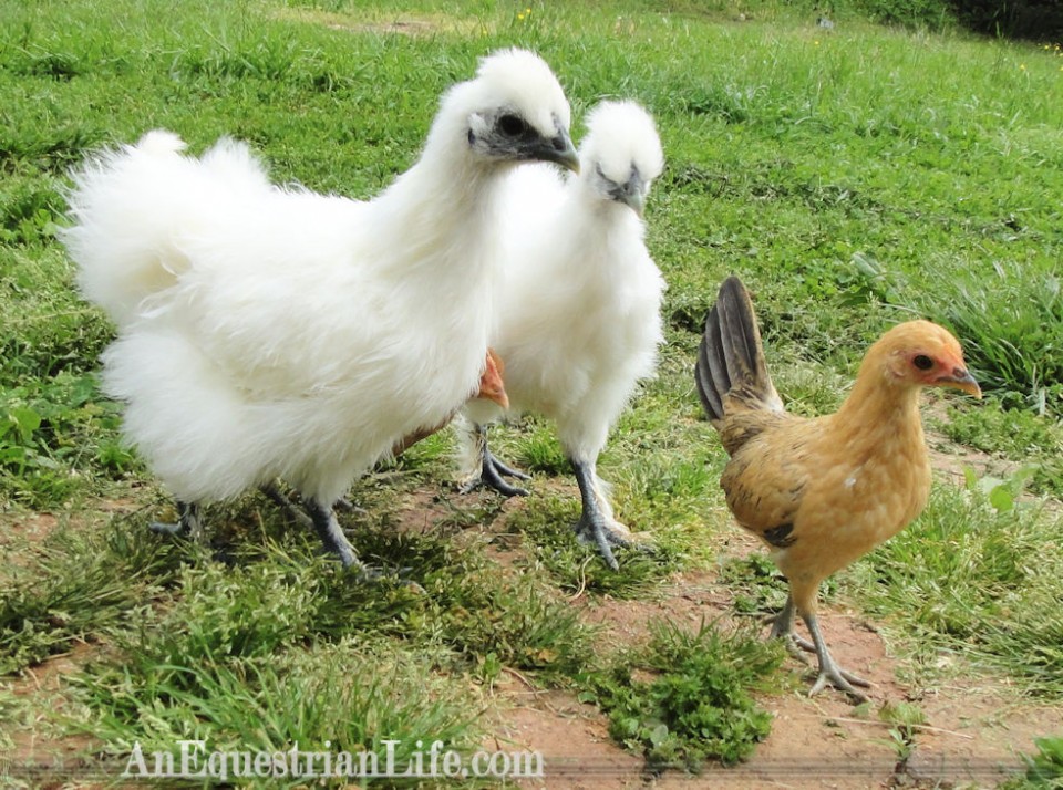 Fluffers - An Equestrian Life