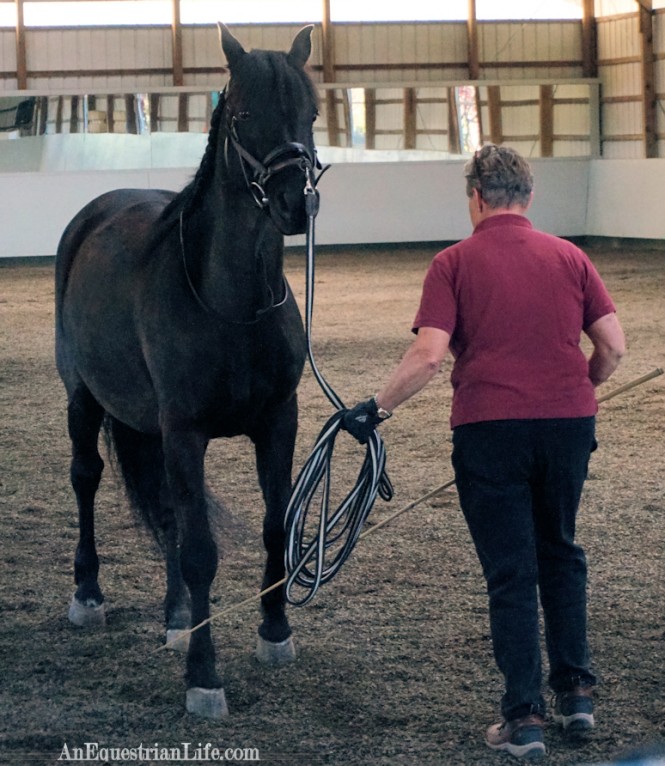 Lunging and Long Lining Clinic: Working with the Horse - An Equestrian Life