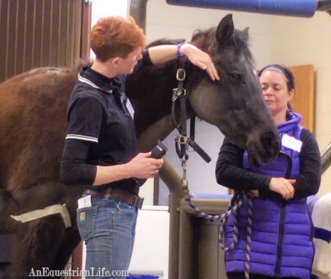 World Class Grooming Clinic Part 2 - An Equestrian Life