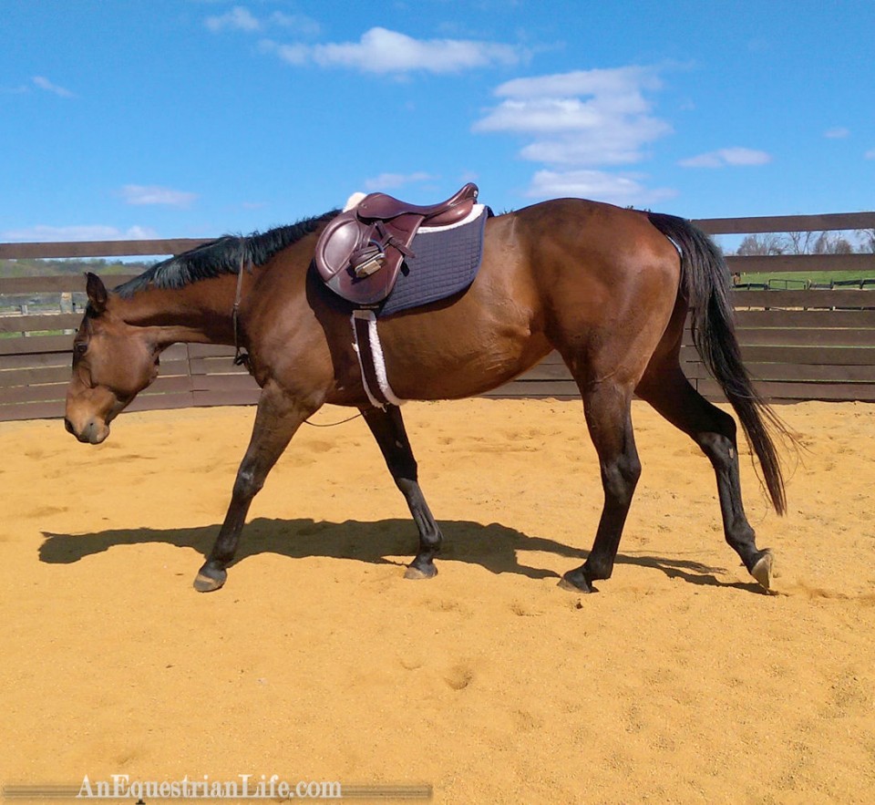 Round Penning - An Equestrian Life
