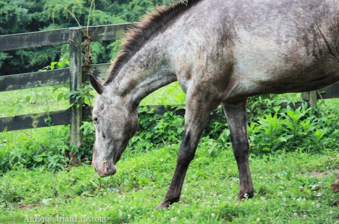 Vintage Bouncing Back - An Equestrian Life