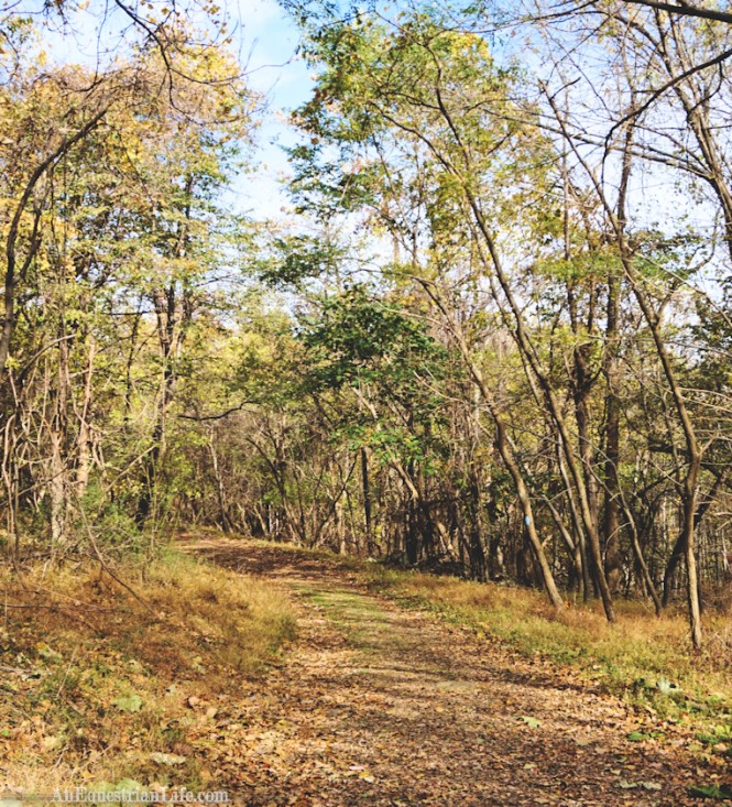 path - An Equestrian Life