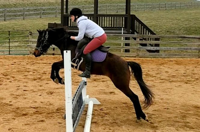 The Pony Man Can - An Equestrian Life