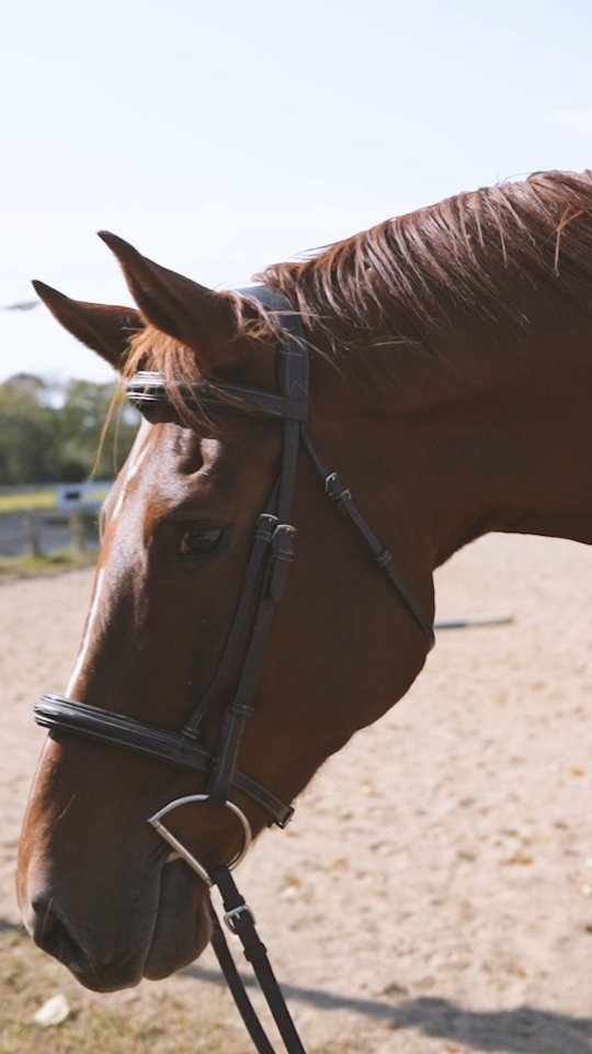 Understanding Roan - An Equestrian Life