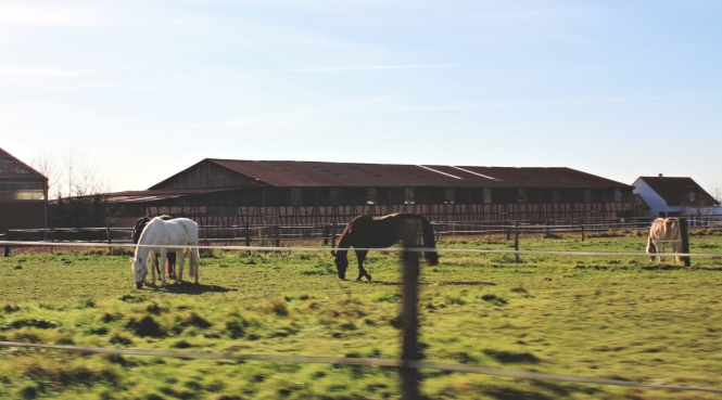 frenchfarm - An Equestrian Life