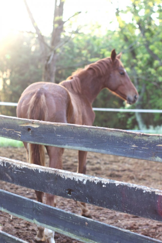 Stubert the Yearling - An Equestrian Life