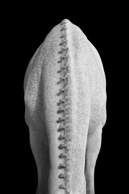 Equus: Light & Form - Drew Doggett's Photography Series - An Equestrian ...