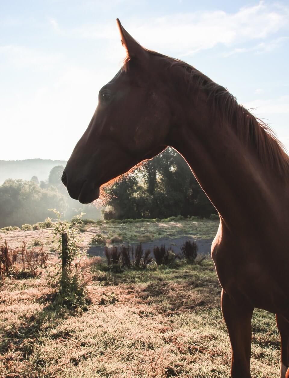 Team Gelding - An Equestrian Life