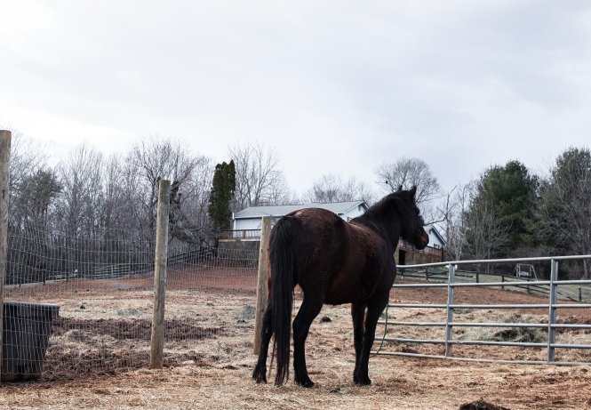 The Ode to Pony Man - An Equestrian Life