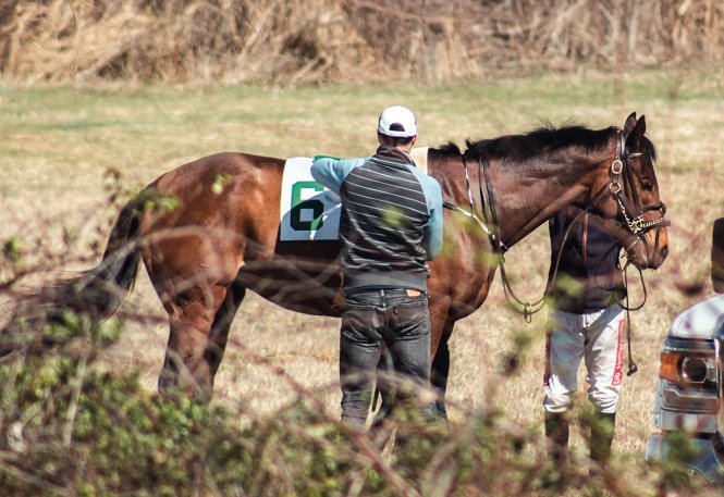 The Steeplechase Horse - An Equestrian Life