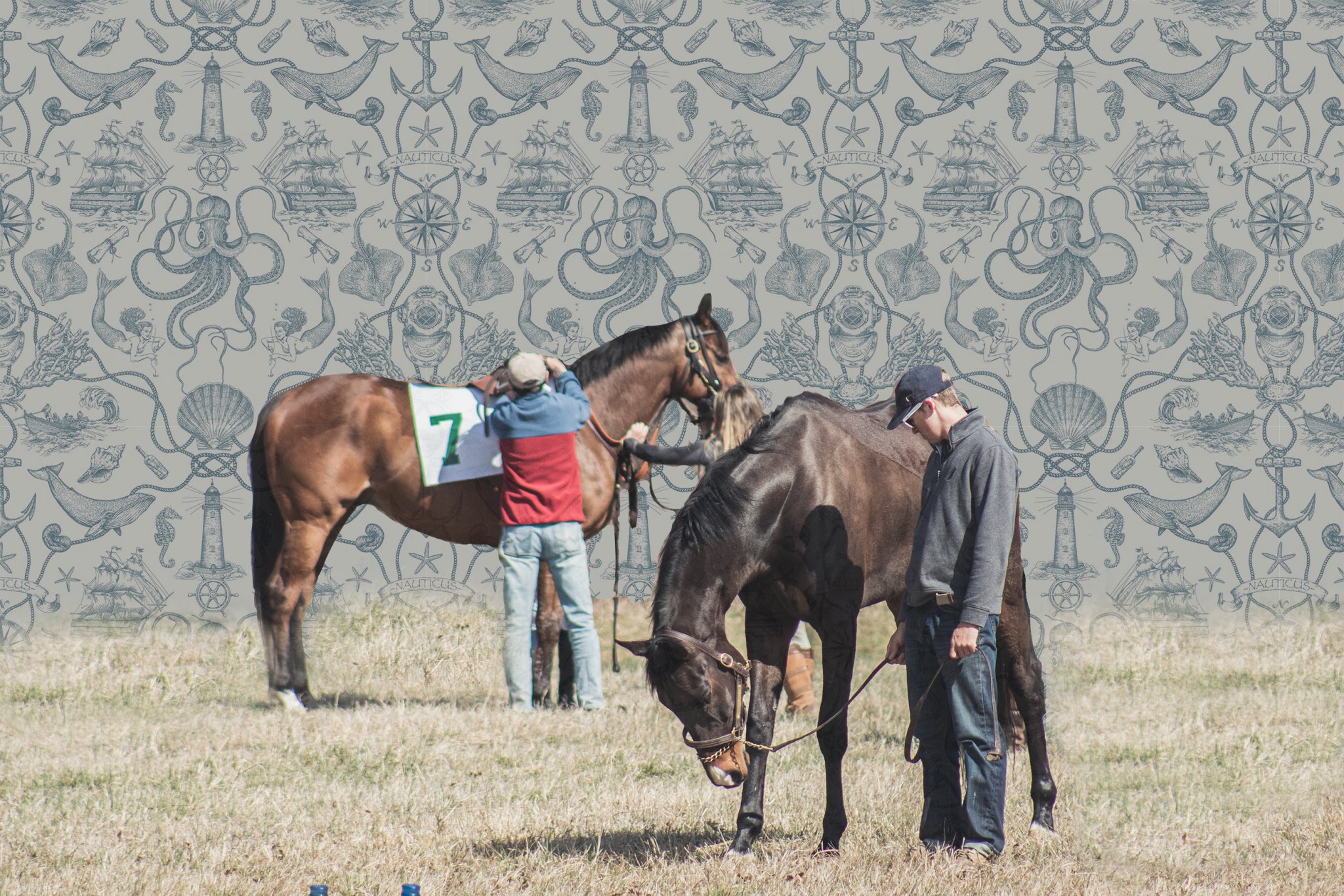 The Steeplechase Horse - An Equestrian Life