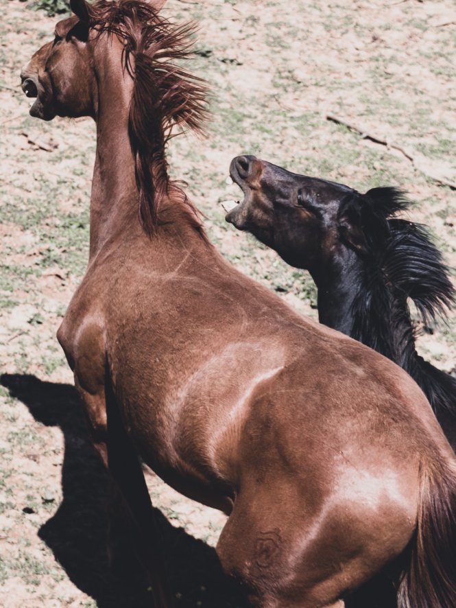 Shot from the Top - An Equestrian Life