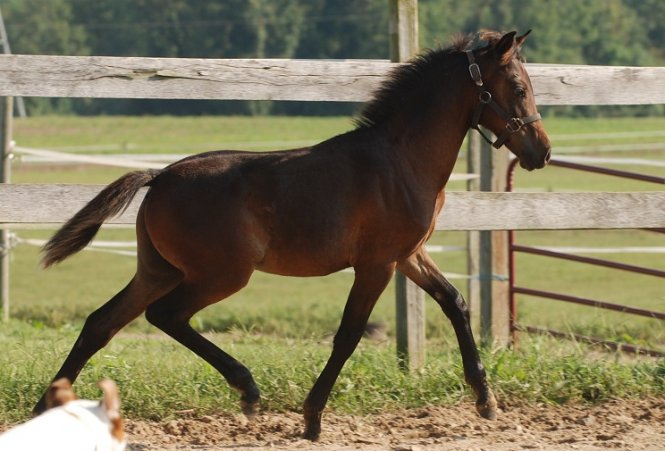 All About Pony Man - An Equestrian Life