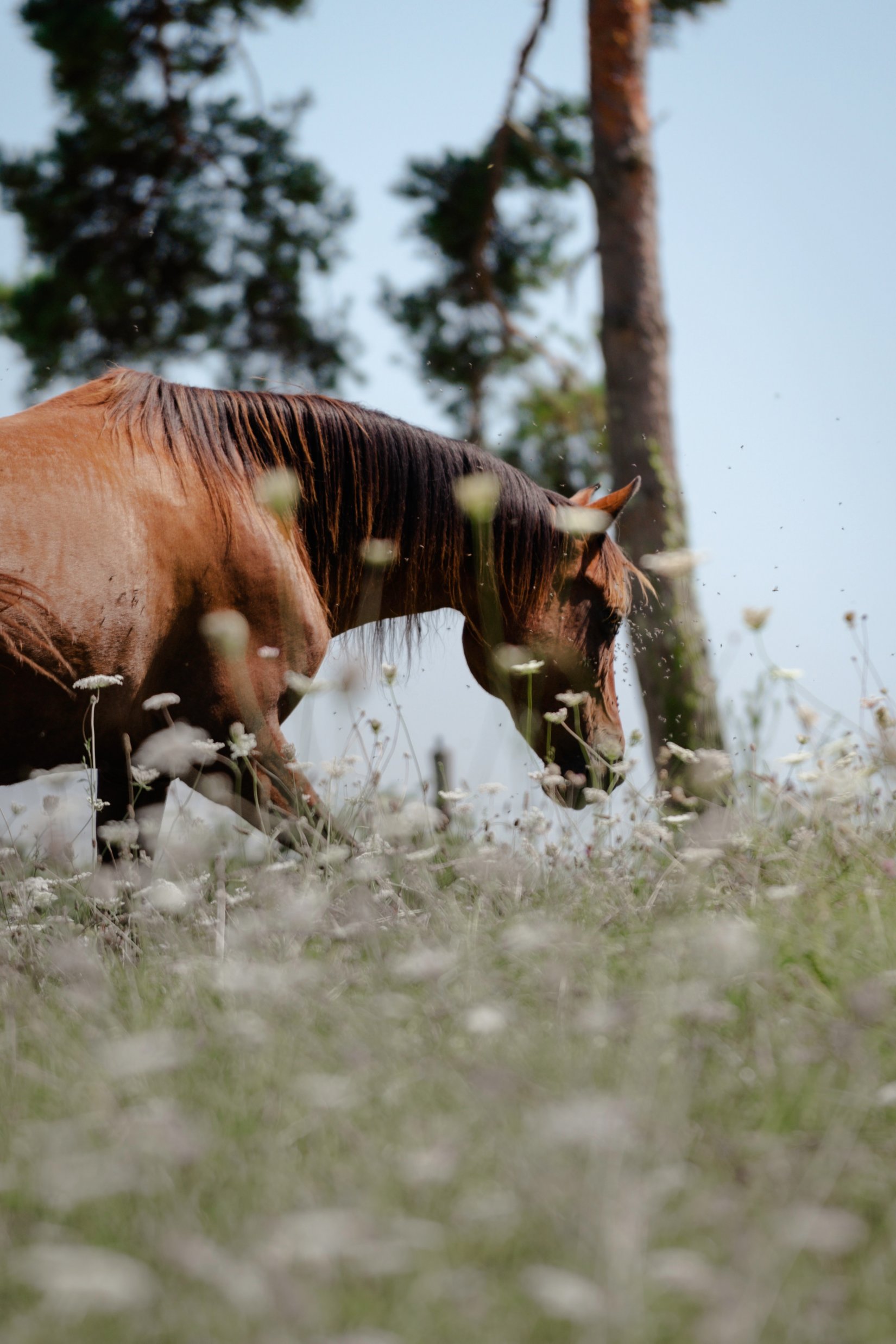 Creating a Horse Safe Pasture - An Equestrian Life