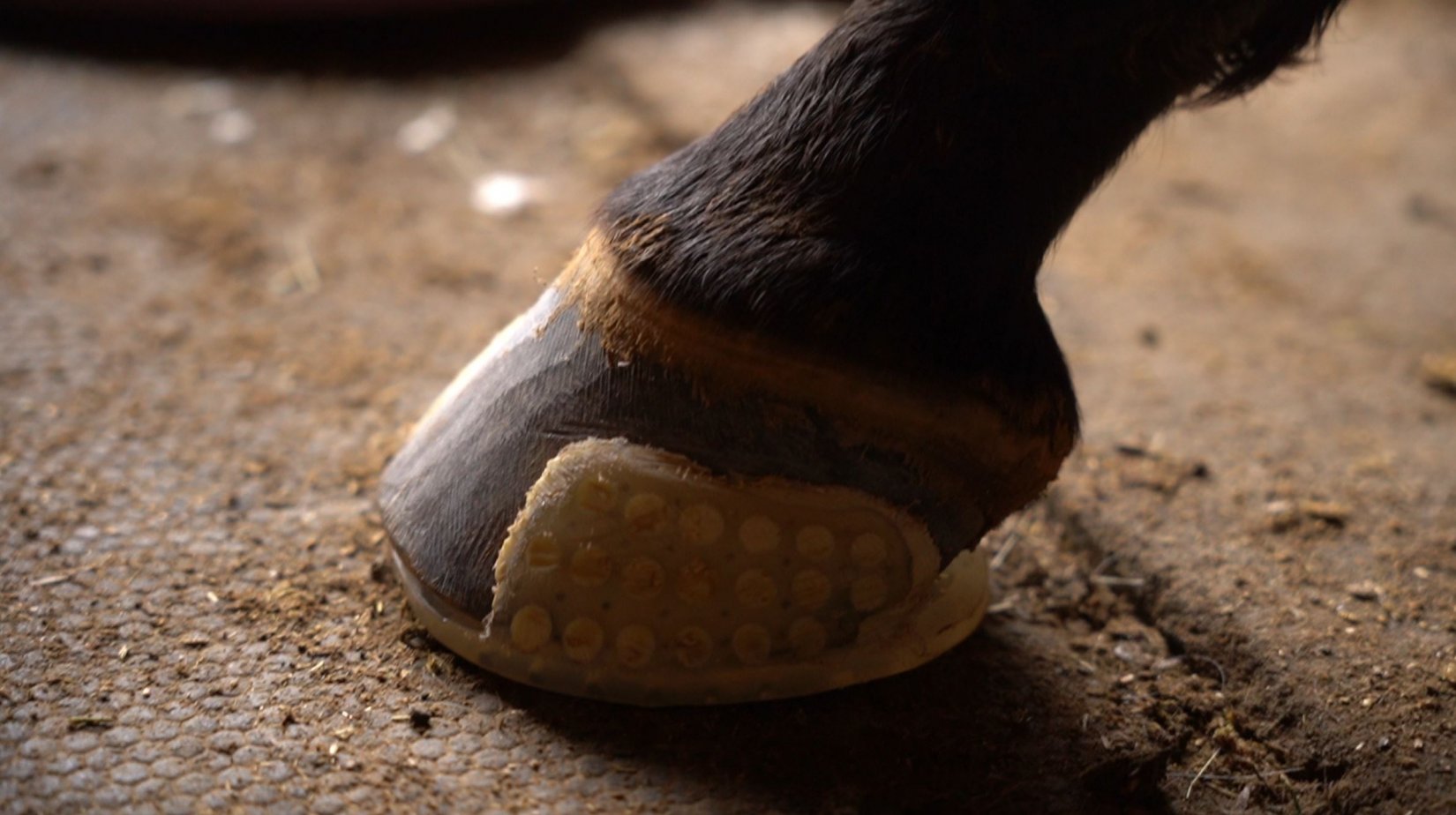 Glue On HorseShoes - An Equestrian Life