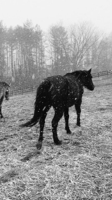 Cynisca: The Spartan Princess Who Was the First Female to Win an ...