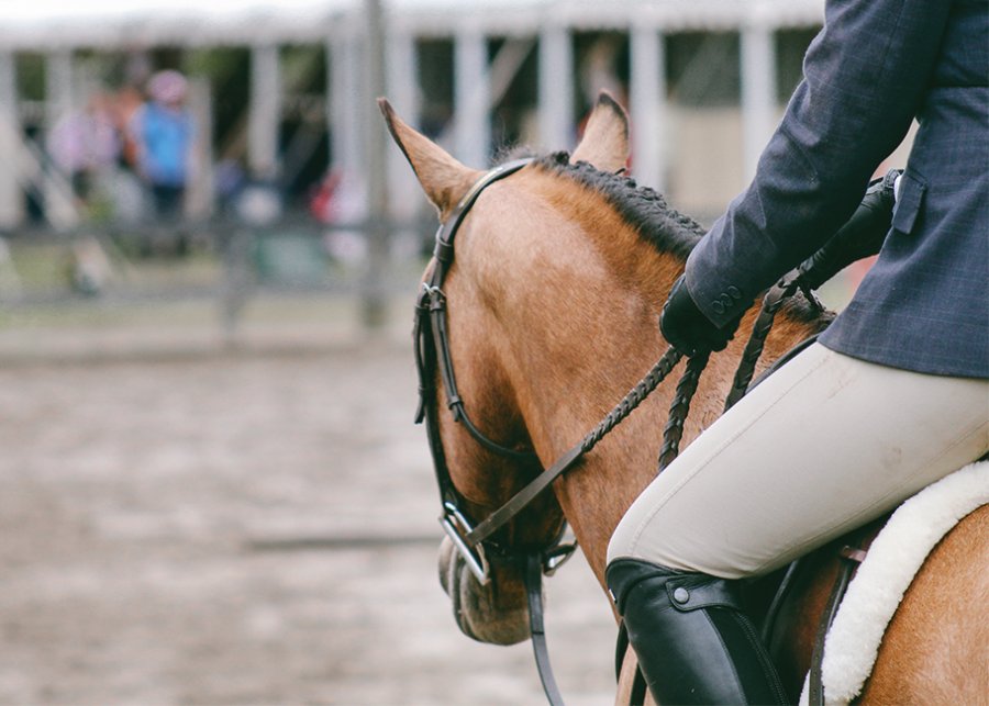 What Makes a Beginner Horse? - An Equestrian Life