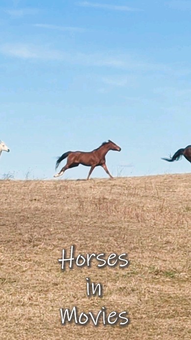 An Equestrian Life - A Life of Riding and Horses