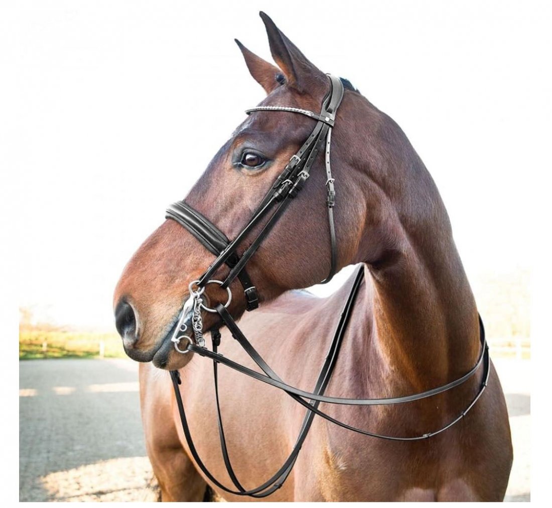 The Different Styles of English Bridles - An Equestrian Life