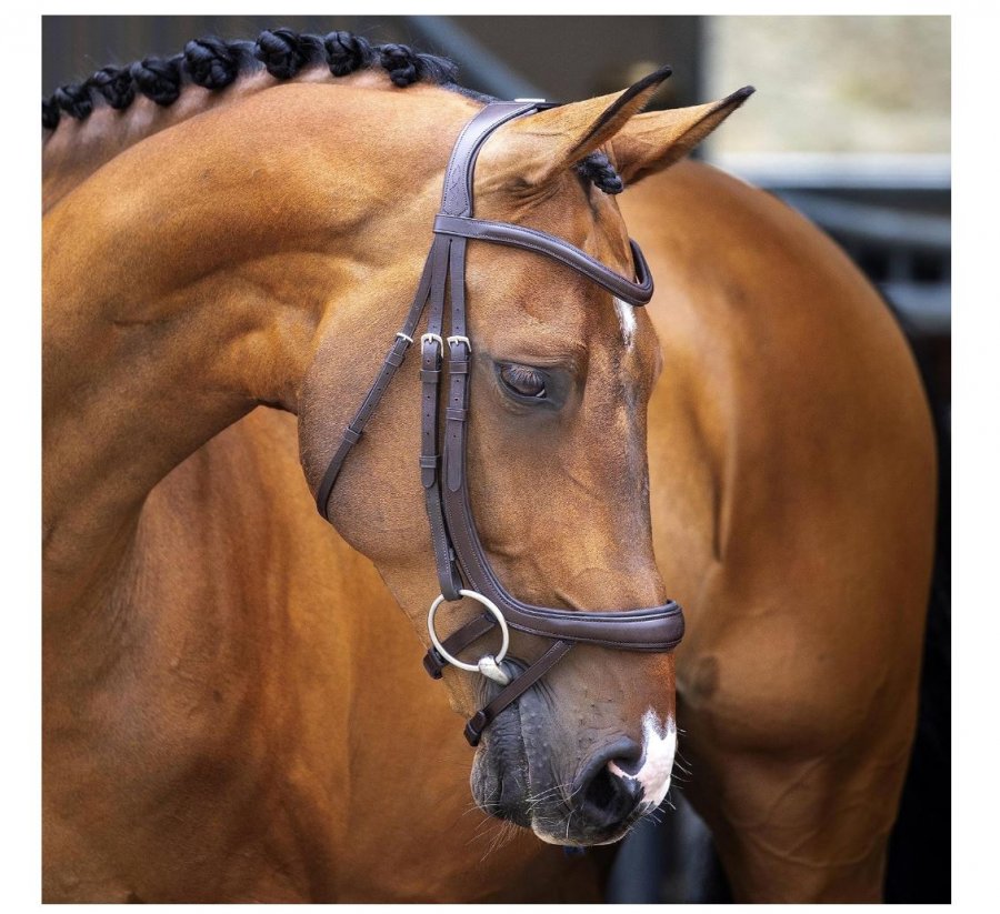 The Different Styles of English Bridles - An Equestrian Life