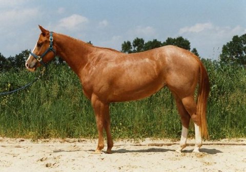 Understanding Roan - An Equestrian Life