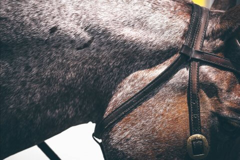 Understanding Roan - An Equestrian Life