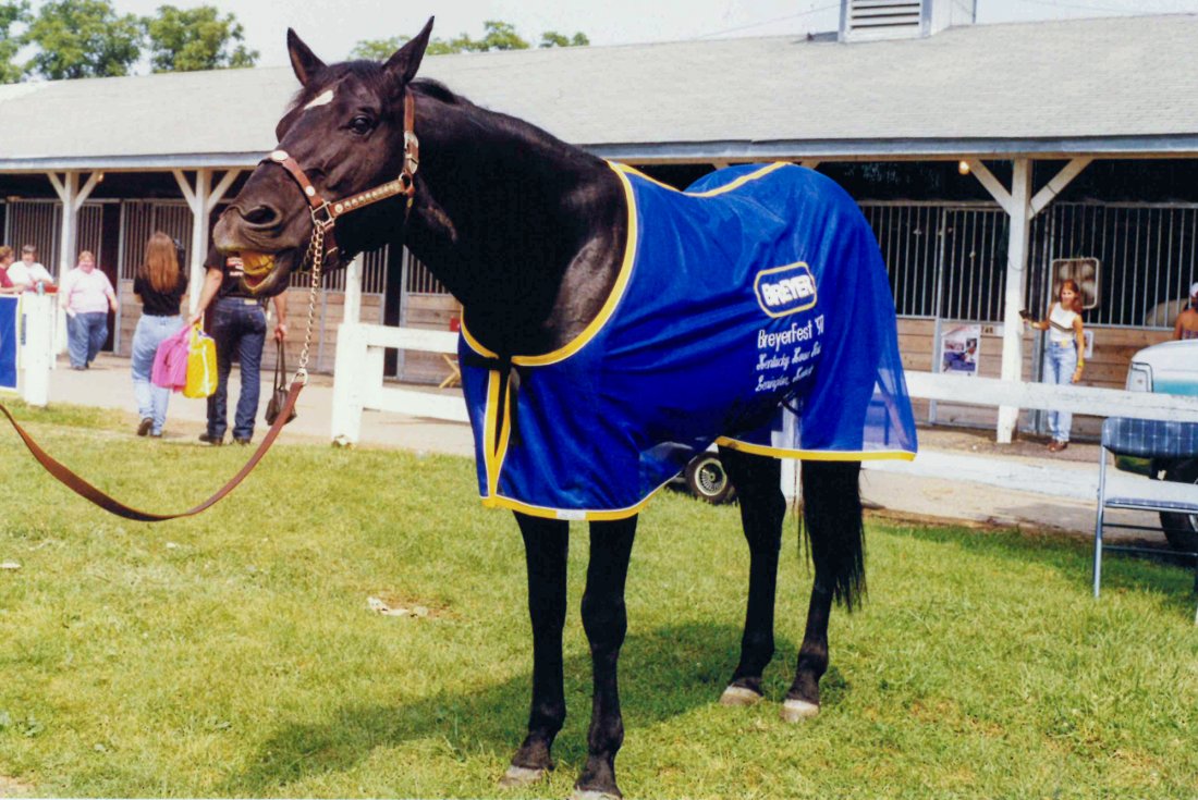 Docs Keepin Time, Horse Actor - An Equestrian Life