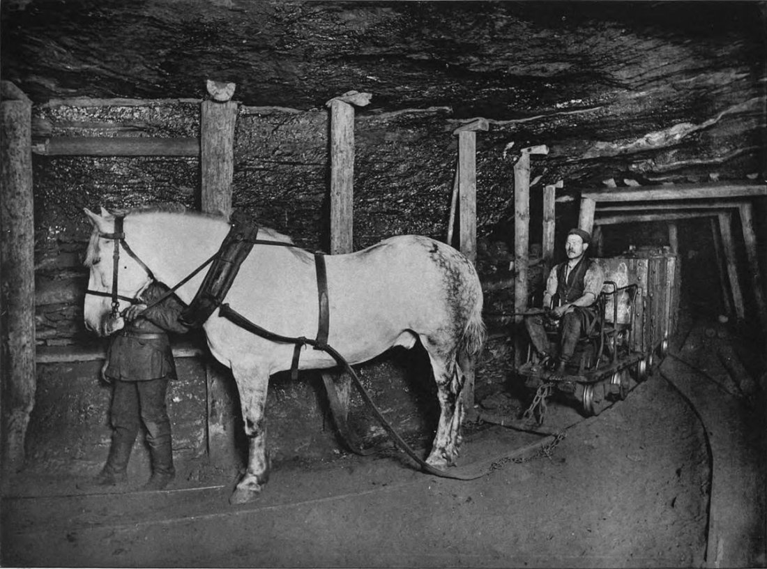 The Pit Ponies - An Equestrian Life
