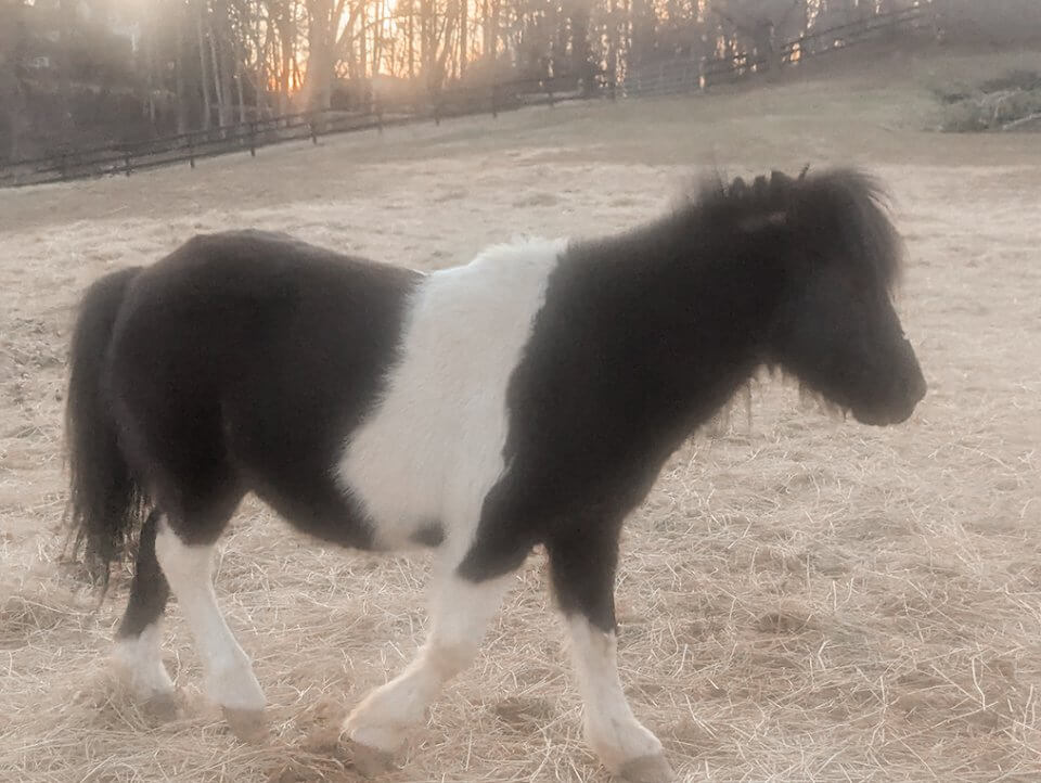 Cynisca: The Spartan Princess Who Was the First Female to Win an ...